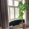 Shutters Pros And Cons (Must Consider Before Choosing Them)