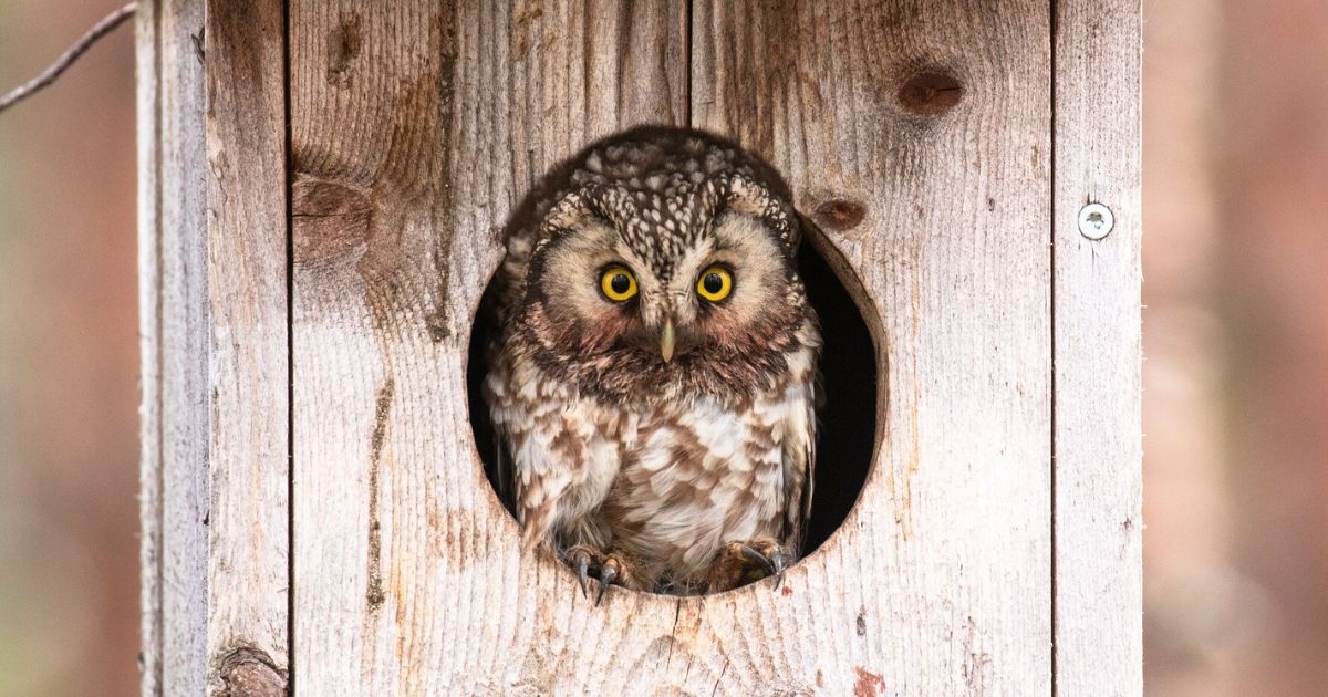 Home Organisation And The Owl Bird Type - Yes, Really!