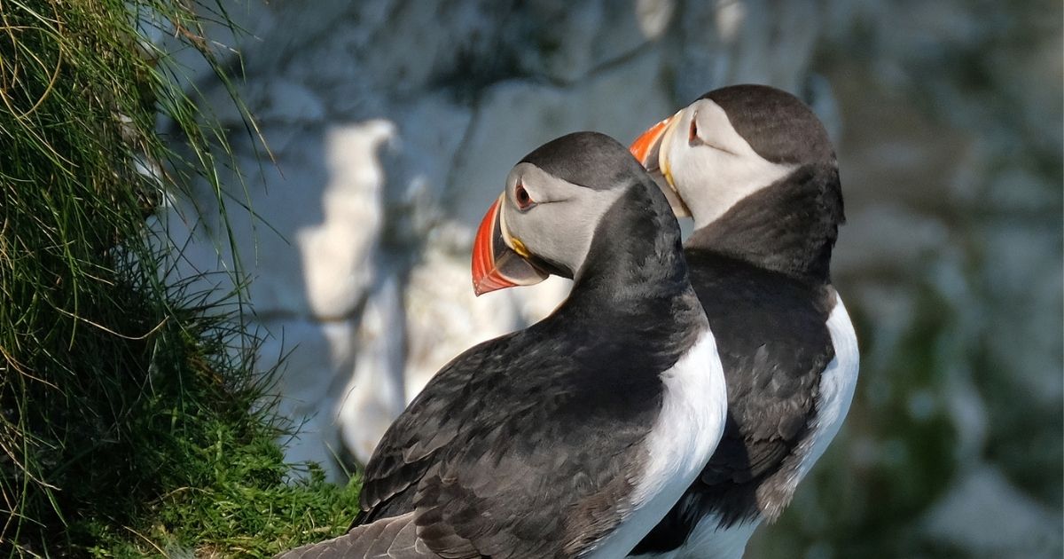 Home Organisation And The Puffin Bird Type - Yes, Really!